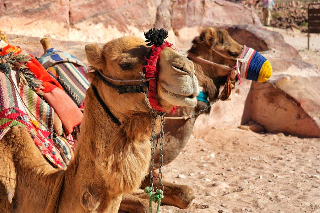 Jordanien Highlights: Das musst Du gesehen haben! - paradise-found.de